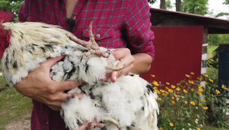 Keeping Urban Roosters Quietly and Responsibly - Grit